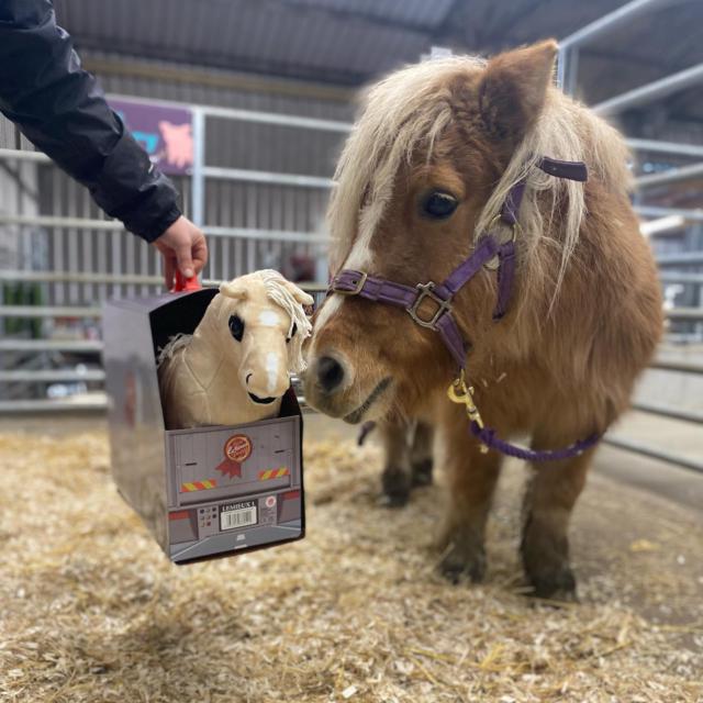 Toy Pony Popcorn New