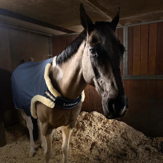 Walker Rug Navy Horse