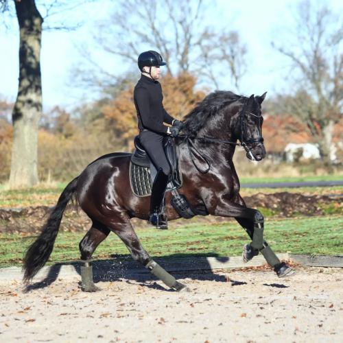 Horse Saddle Pads | LeMieux