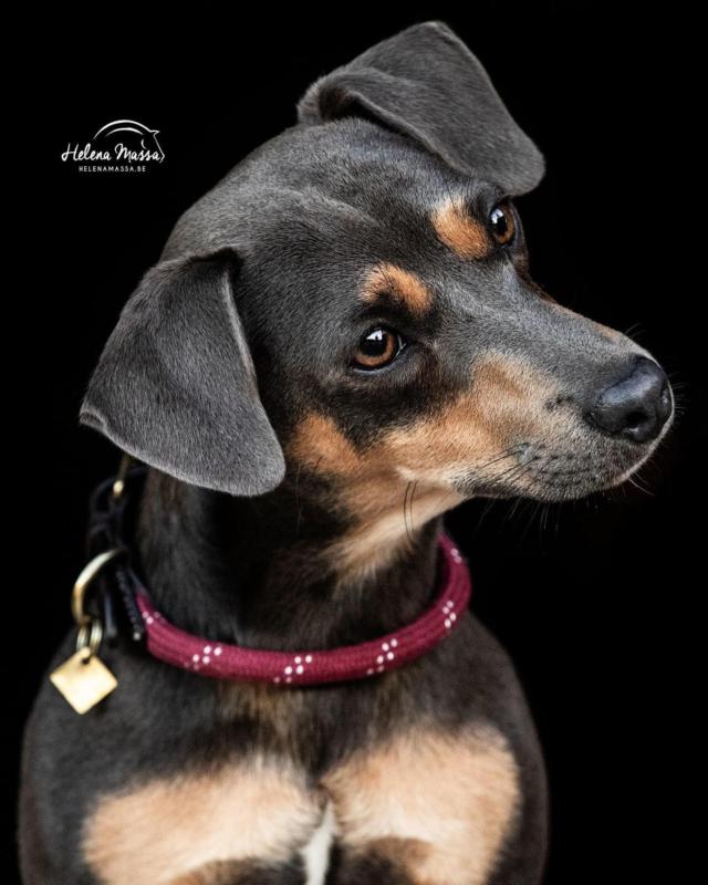 Ascot Rope Dog Collar Burgundy New