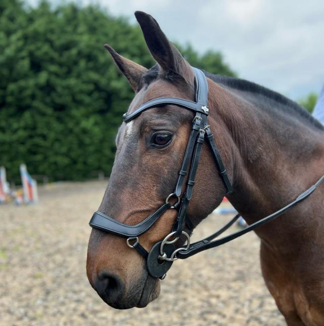 Arika Drop Bridle Black/Silver Horse
